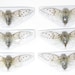 White Ghost Cicada (ayuthia Spectabilis) A1 Spread Specimens 120mm - Etsy