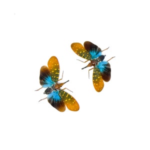 Two (2) Lantern Bugs, Pyrops Synavei (spread) A1 Specimens - Etsy