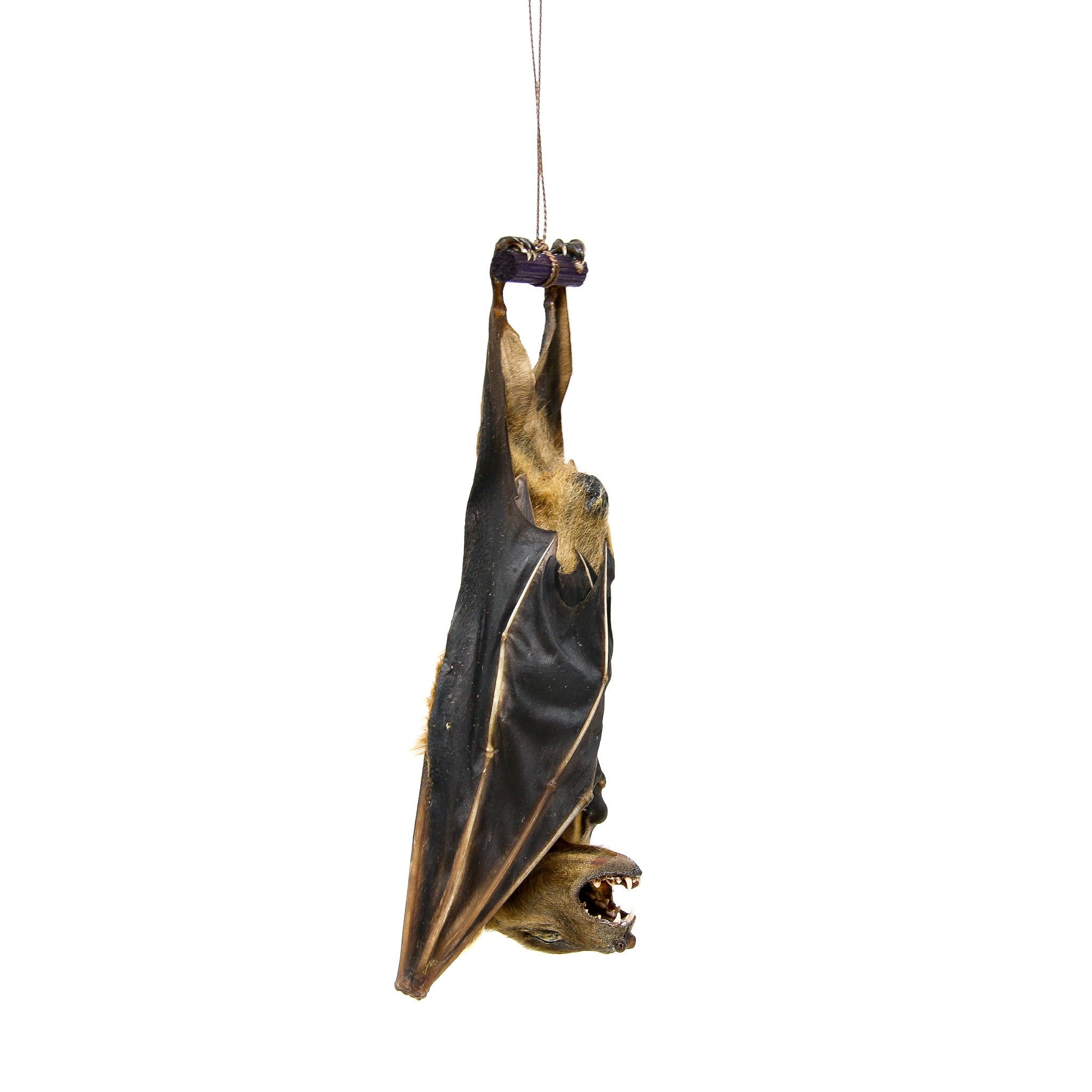 Fruit Bat Hanging