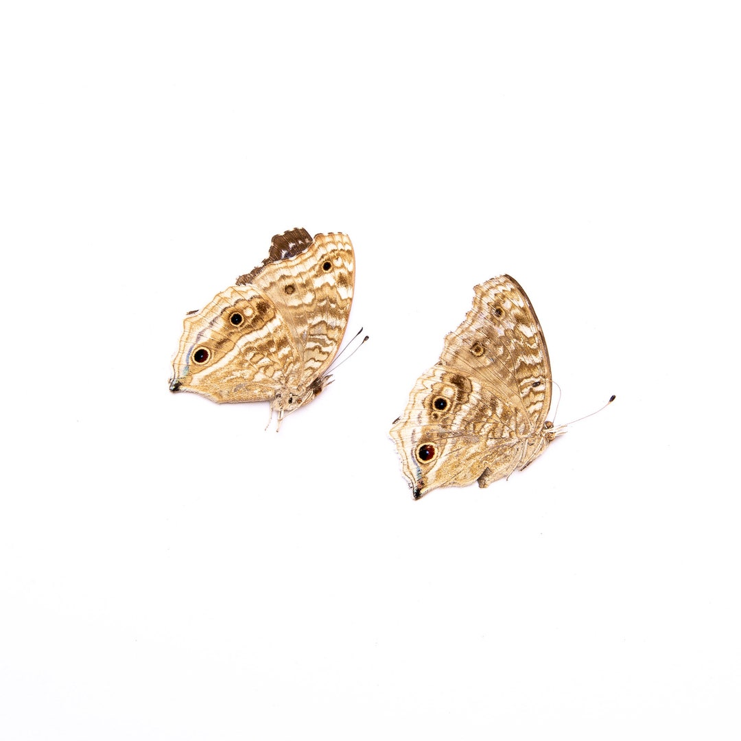 TWO (2) Junonia Rhadama | A1 Real Dry-preserved Butterflies | Unmounted ...