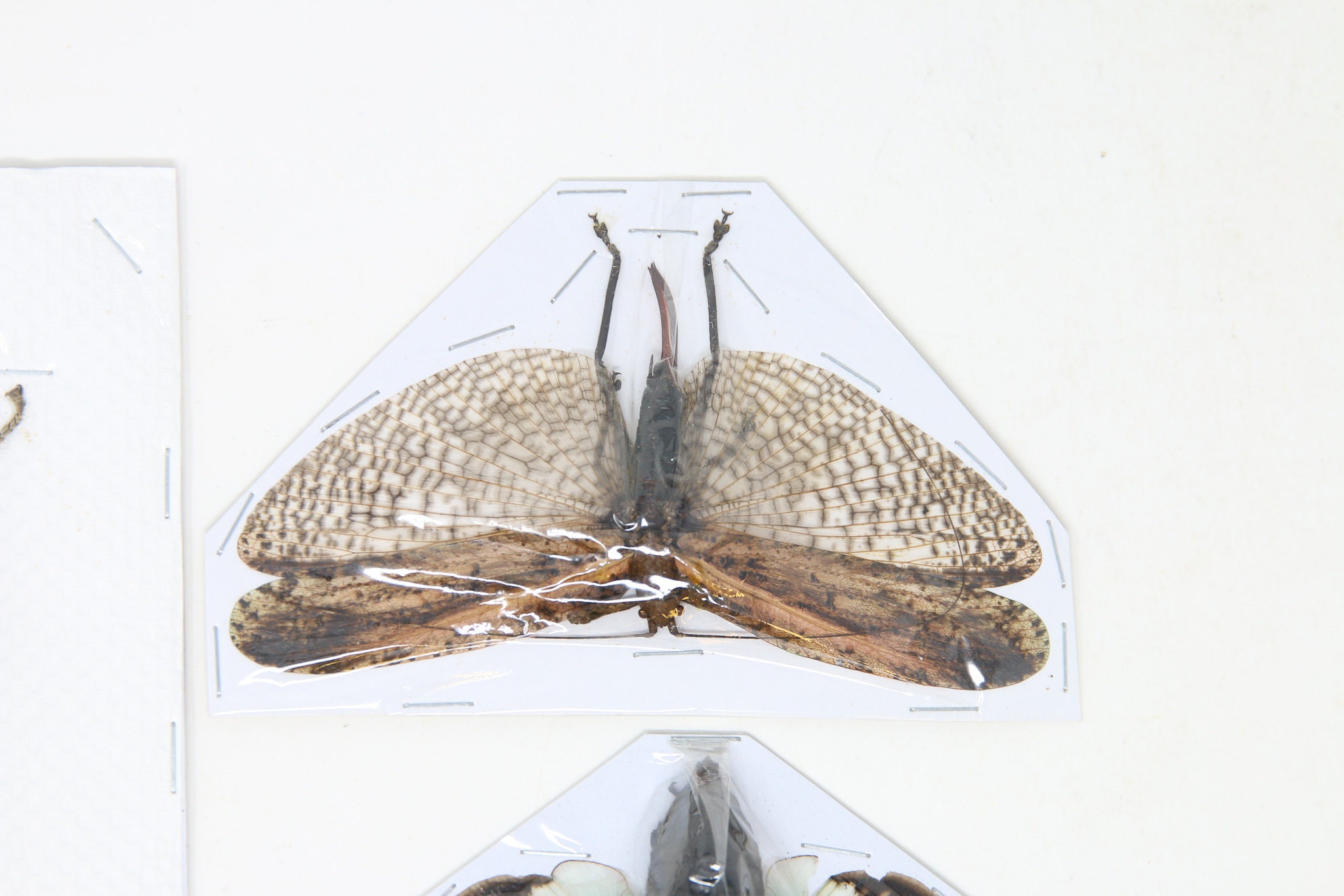 Mixed Assorted Insects Bug Collection, A1 Quality Real Dry-Preserved ...