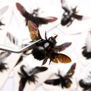 Pack of 10 Giant Black Carpenter Bees (xylocopa Latipes) | A1 Spread ...