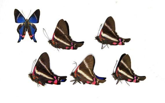 Five 5 Metalmark Butterflies Rhetus Periander Unmounted | Etsy Australia