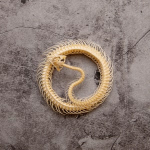 Striped Keelback Snake xenochrophis Vittatus A1 Coiled Skeleton ...