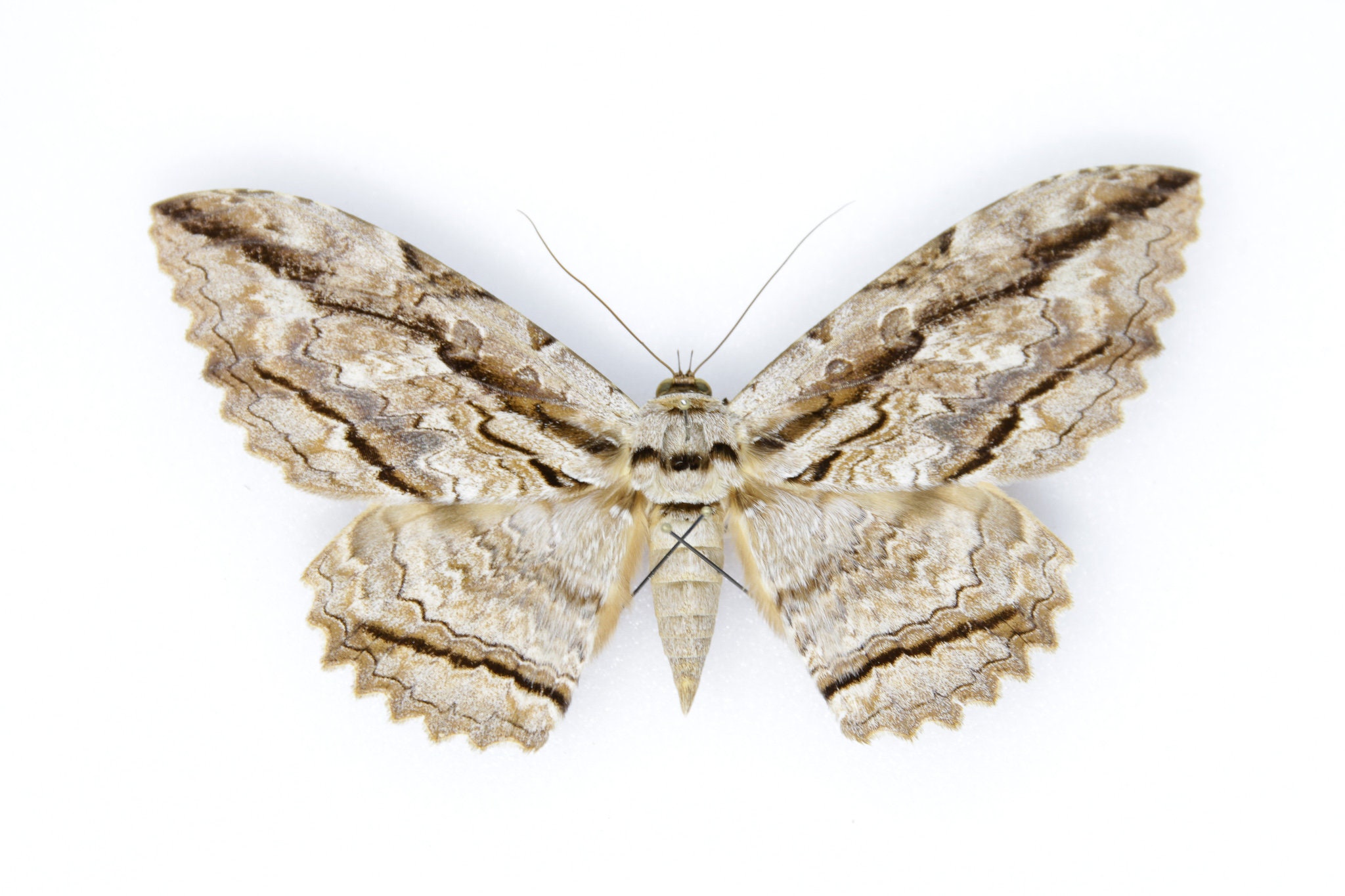 Silk Moth Taxidermy Specimens | Pinned Lepidoptera, Entomology Box ...
