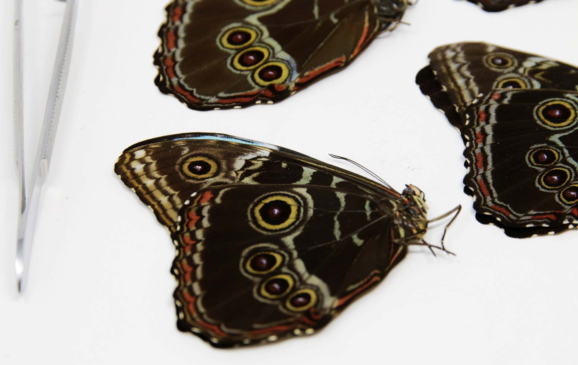 FIVE (5) Morpho peleides A1 | Blue Morpho Butterflies Peru | Dry ...