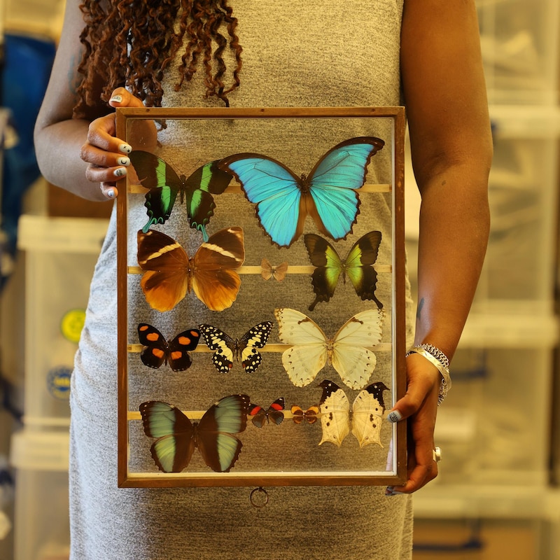 Butterfly Display - Etsy