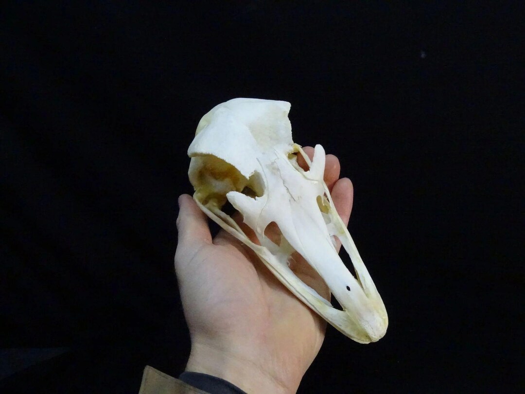 Ostrich Skull (struthio Camelus) Non-cites Species - Etsy