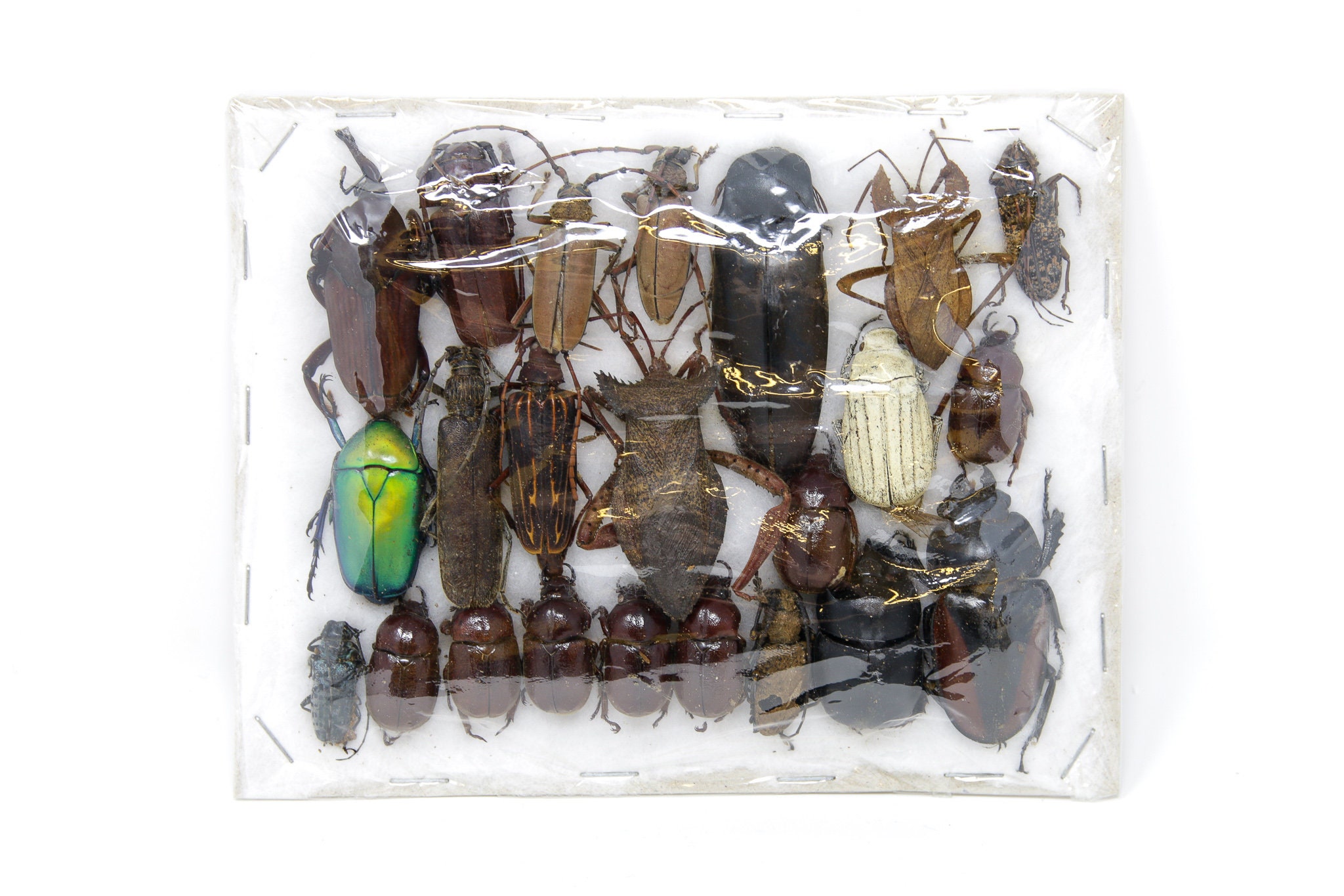 Insect Specimen Collection, Laos 2021 (Southeast Asia) Set #517