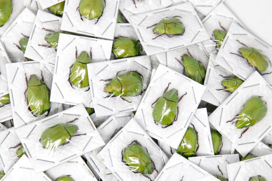 FIVE (5) Apple Green Scarab Beetles | Anomala Dimidiata | Insect ...