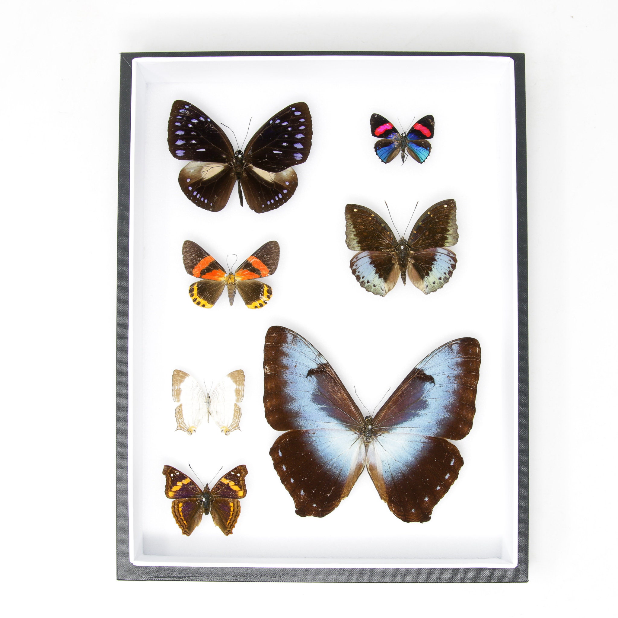 Tropical Dry-preserved Butterfly Specimens | Pinned, Entomology Box ...