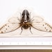 World's Largest Cicada Species 7-8" Wingspan | Megapomponia Merula ...