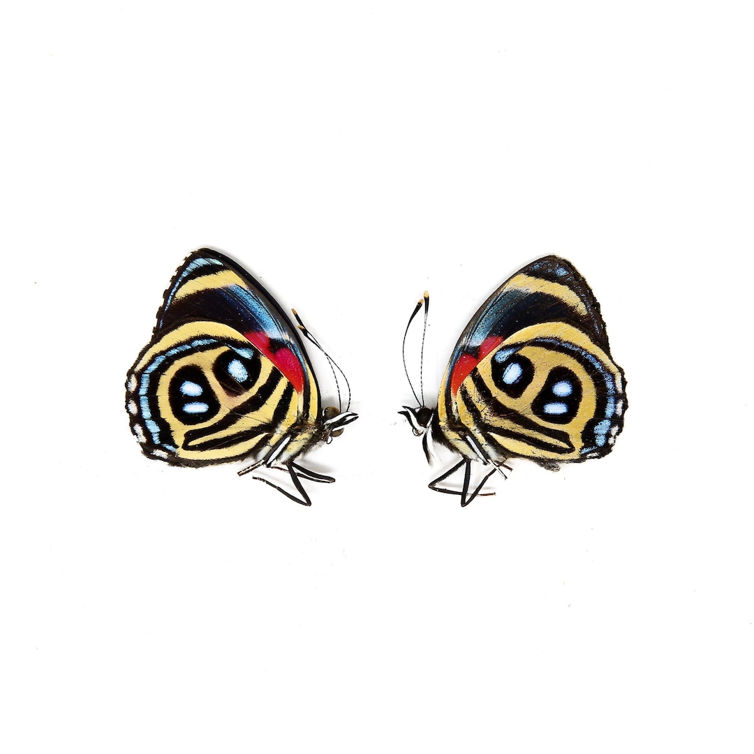 Two (2) Paulogramma Peristera, A1 Real Dry-preserved Butterflies ...