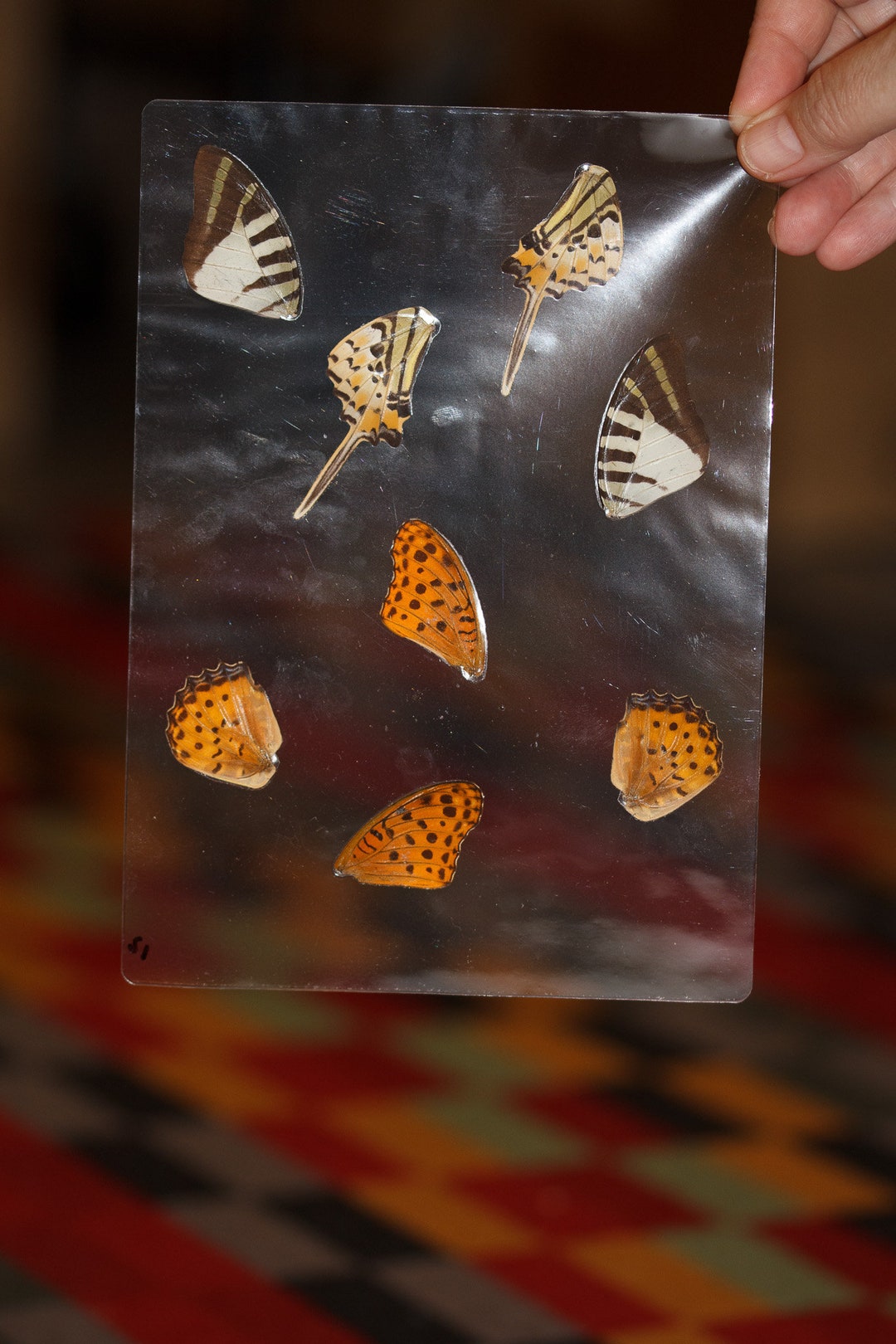 Butterfly Wings GLOSSY LAMINATED SHEET Real Ethically Sourced Specimens ...