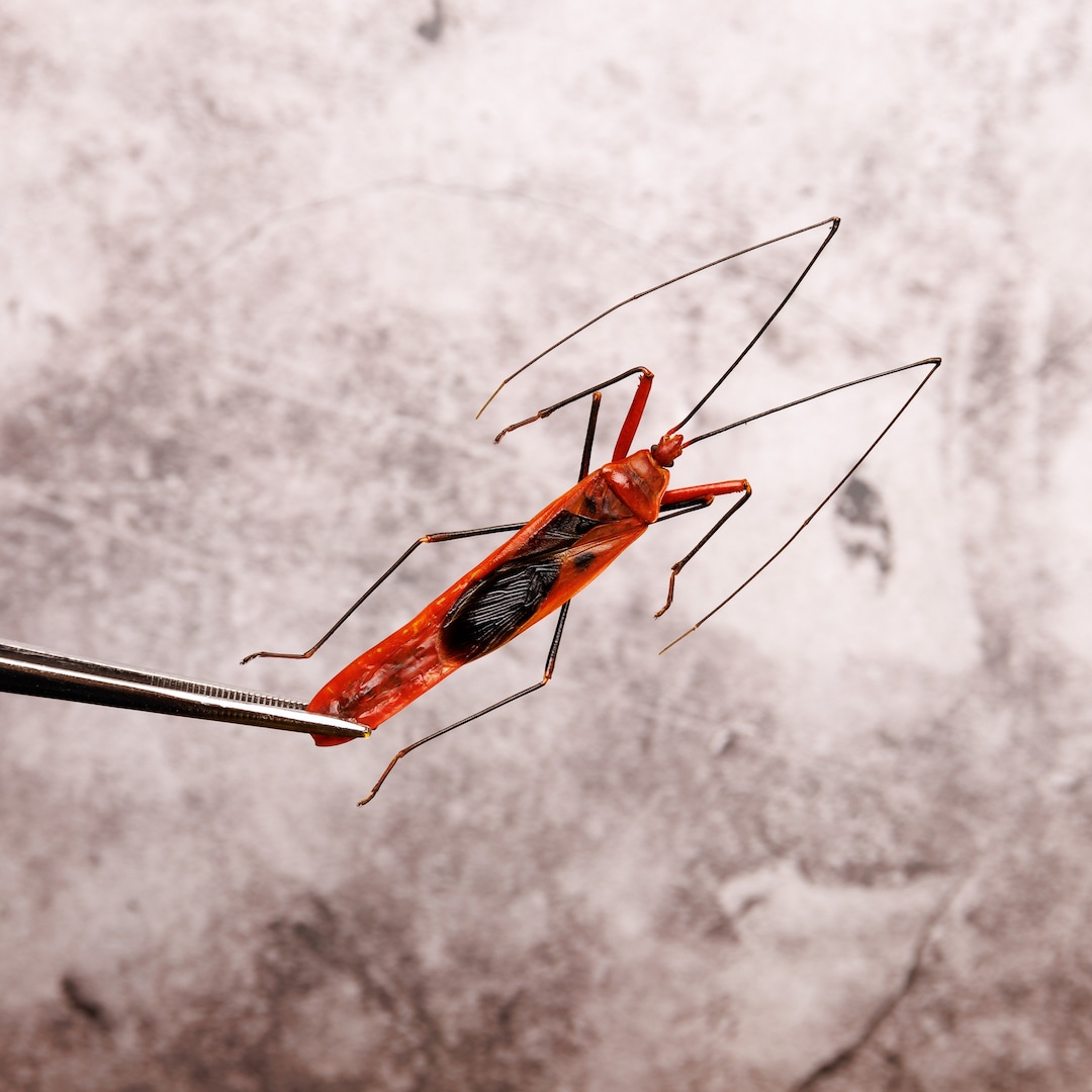 LOT OF 25 Lohita Grandis, Long-bodied Bugs A1 Specimens 60-80mm - Etsy