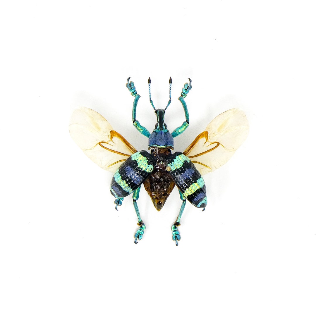 TWO (2) SPREAD Weevils, Beetles (eupholus Mimikanus) A1 Wings-open - Etsy