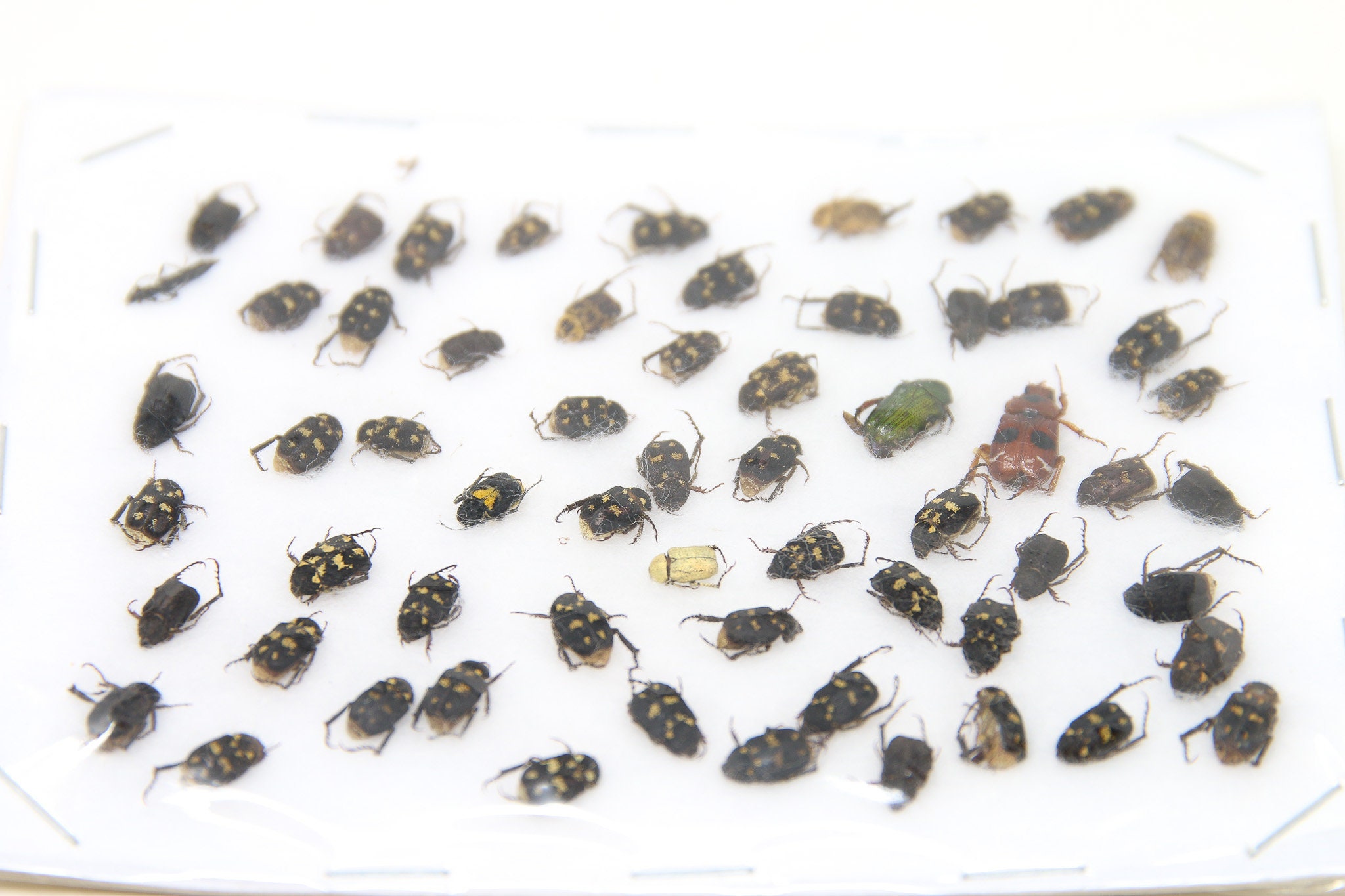 MICRO BEETLES Assorted Specimens Insect Collection (Thailand) A1 ...