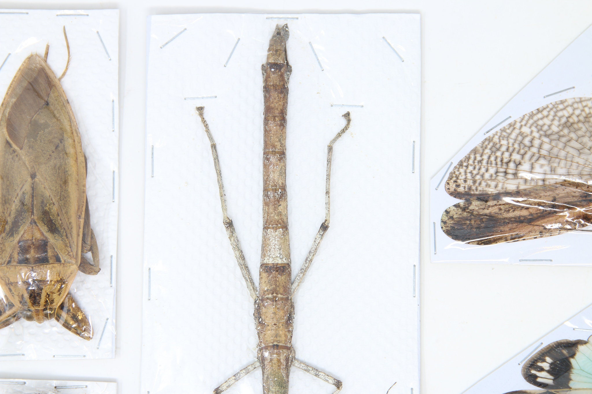 Mixed Assorted Insects Bug Collection, A1 Quality Real Dry-Preserved ...