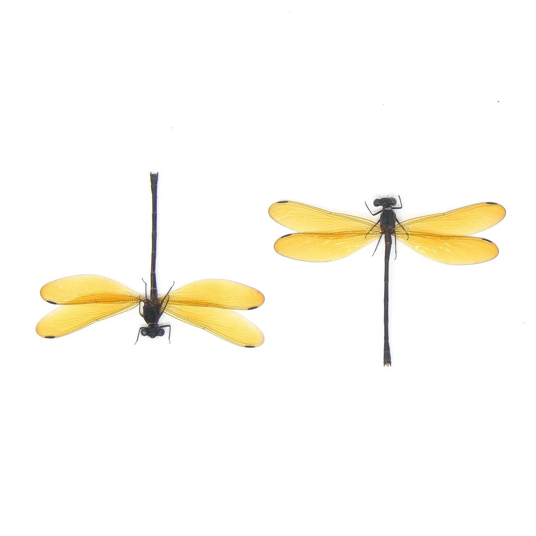 TWO (2) Lara Damselfly (euphaea Lara Lara) SPREAD-WINGS A1 Entomology ...