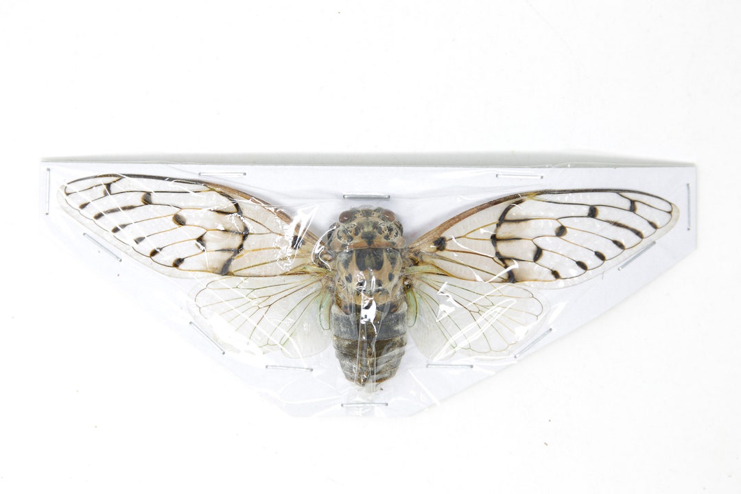 White Ghost Cicada (ayuthia Spectabilis) A1 Spread Specimens 120mm - Etsy