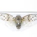 White Ghost Cicada (ayuthia Spectabilis) A1 Spread Specimens 120mm - Etsy