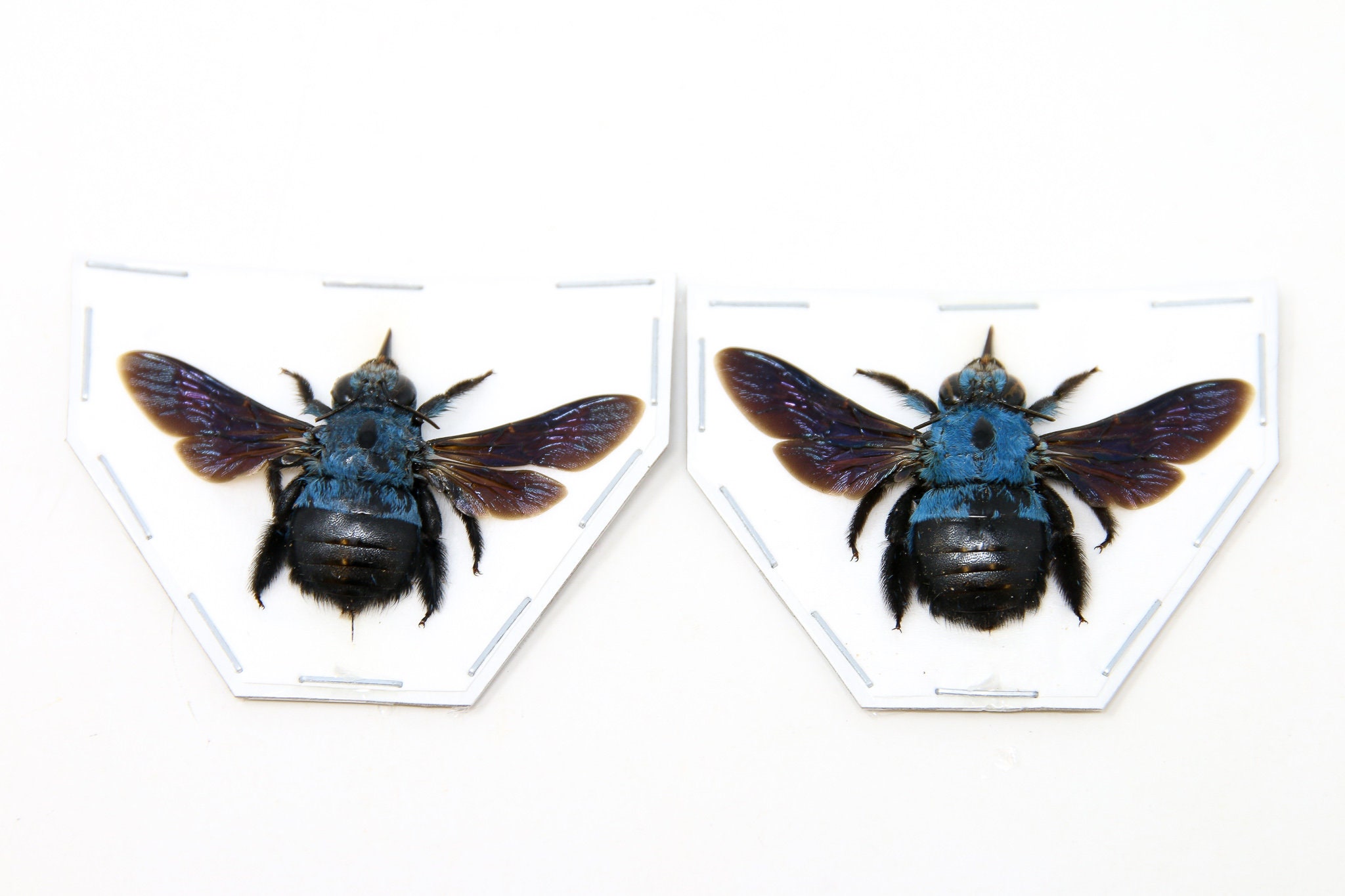 TWO (2) x Blue Carpenter Bees (Xylocopa caerulea) | A1 Spread Specimen ...