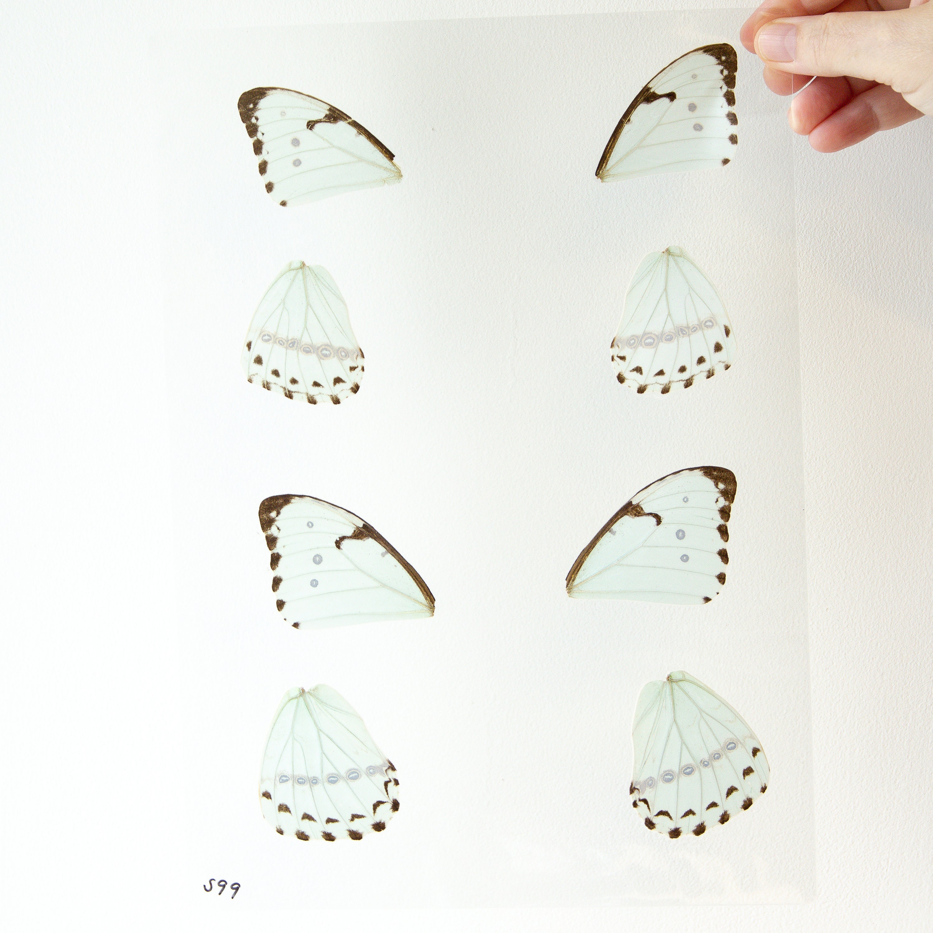 Butterfly Wings GLOSSY LAMINATED SHEET Real Ethically Sourced Specimens ...