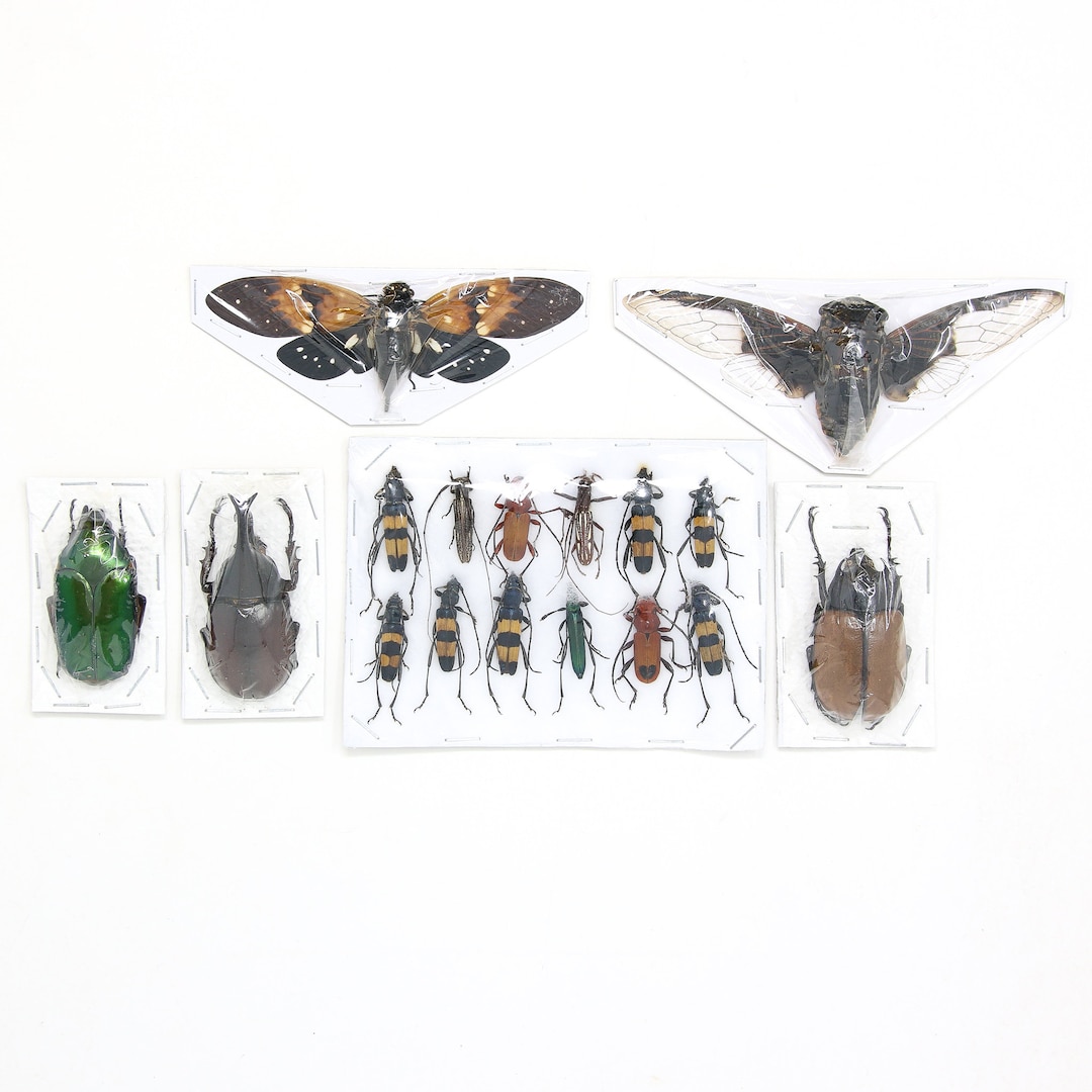 Mixed Assorted Insects Bug Collection, A1 Quality Real Dry-preserved ...
