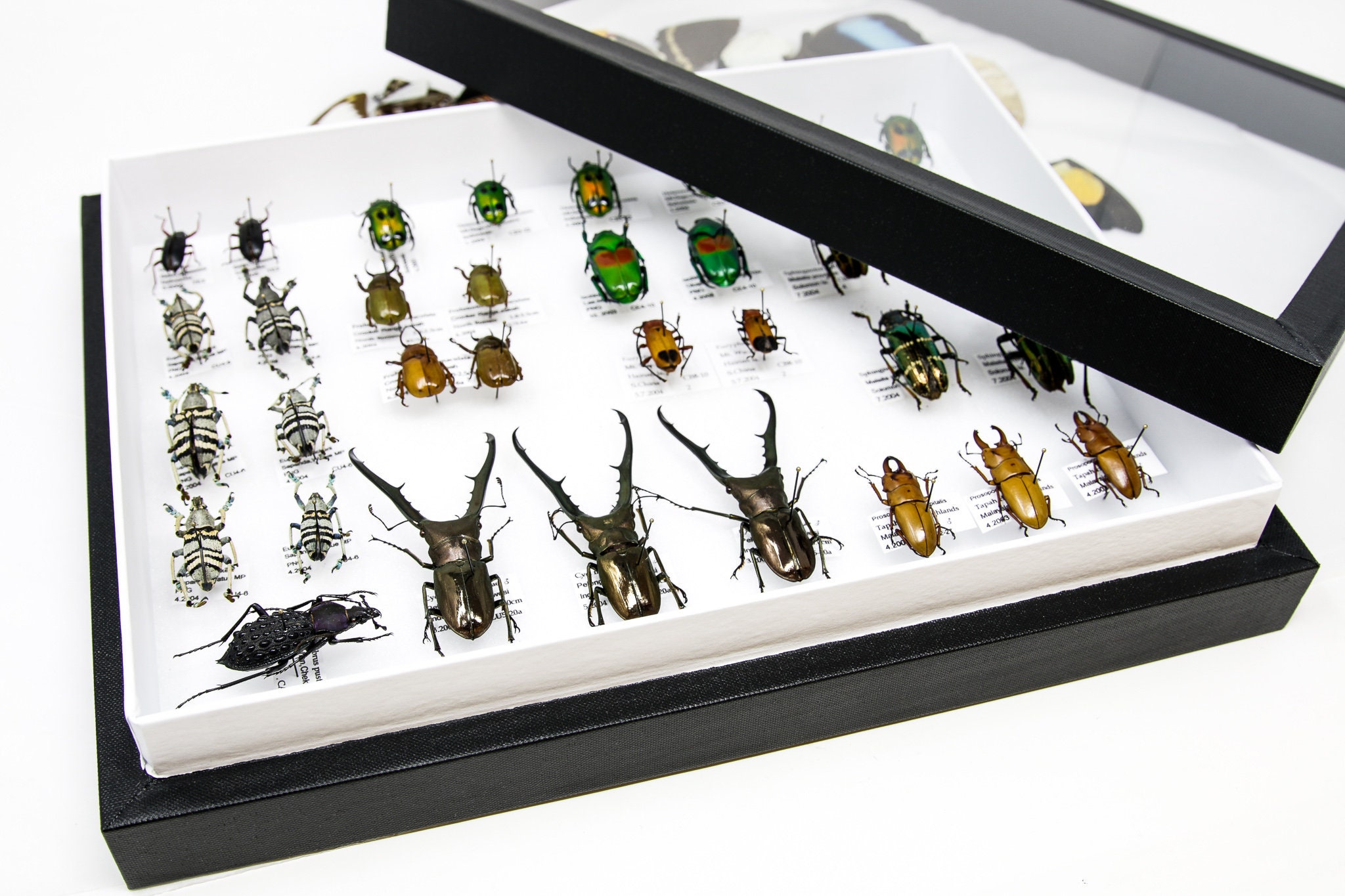 Framed Beetle Specimen Collection | Pinned Entomology Insect Specimens ...