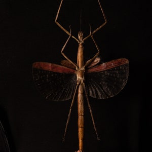 Two (2) PAIR of Giant Phasmids (anchiale Buruense) 170mm+ A1 Dry ...