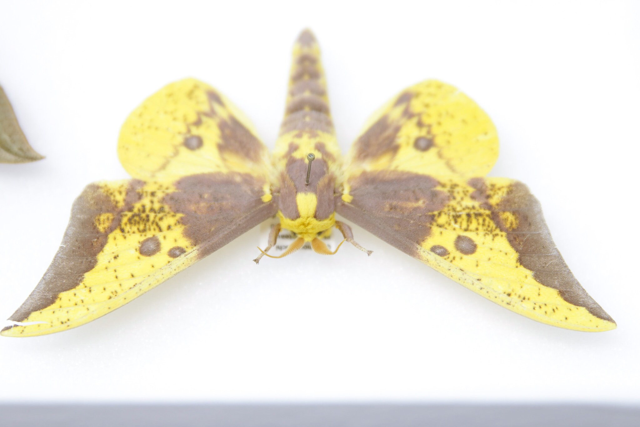Exotic Moths Taxidermy Specimen Collection | Museum Entomology Box ...