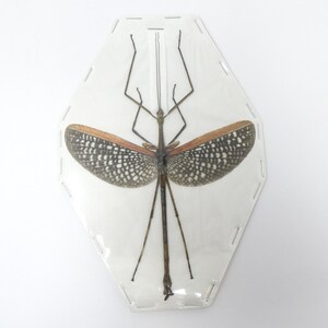 Two 2 PAIR of Giant Phasmids anchiale Buruense 170mm A1 - Etsy