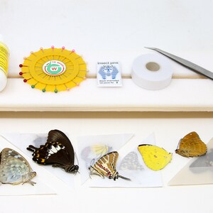 Complete Butterfly Setting Kit | Professional Lepidoptera Mounting ...
