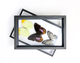 Entomology Display Case - Etsy UK