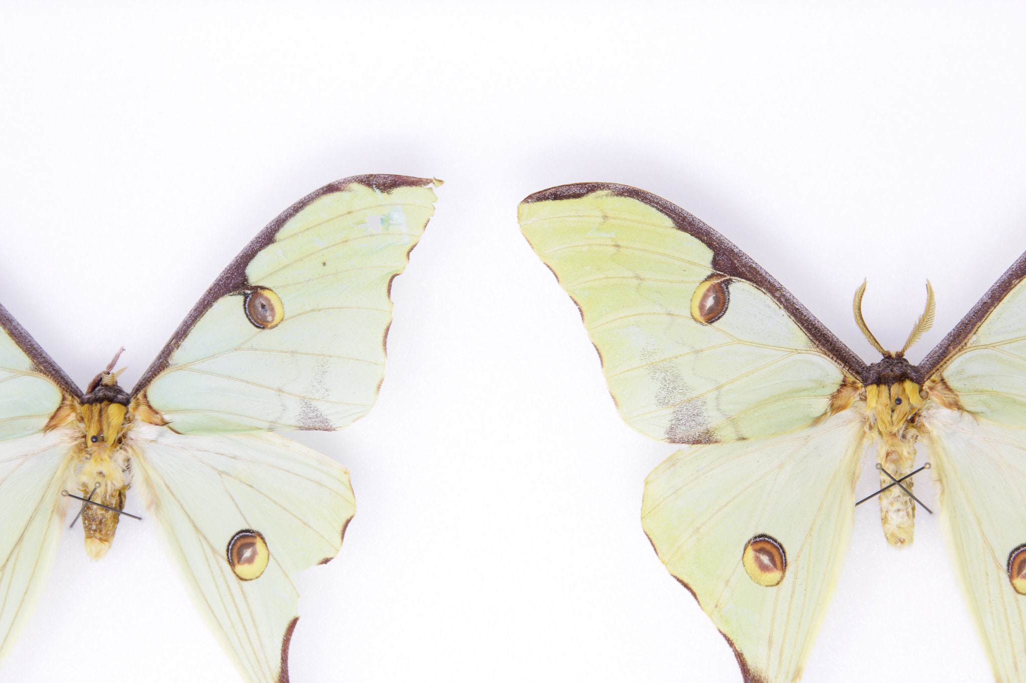 African Moon Moths Taxidermy Specimens | Pinned Lepidoptera, Entomology ...