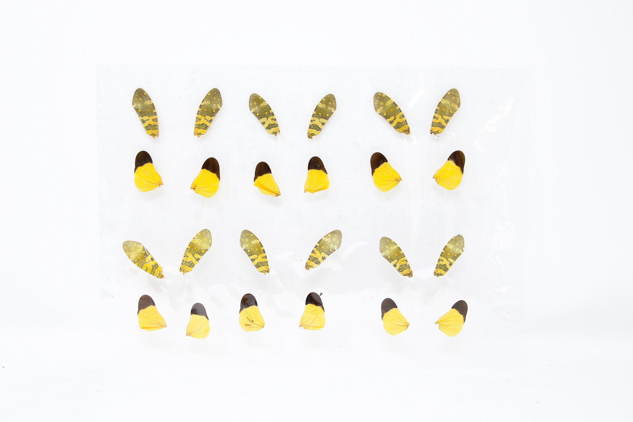 Laminated Bug Wings | Lantern Bugs Insects | Ideal for Jewellery making