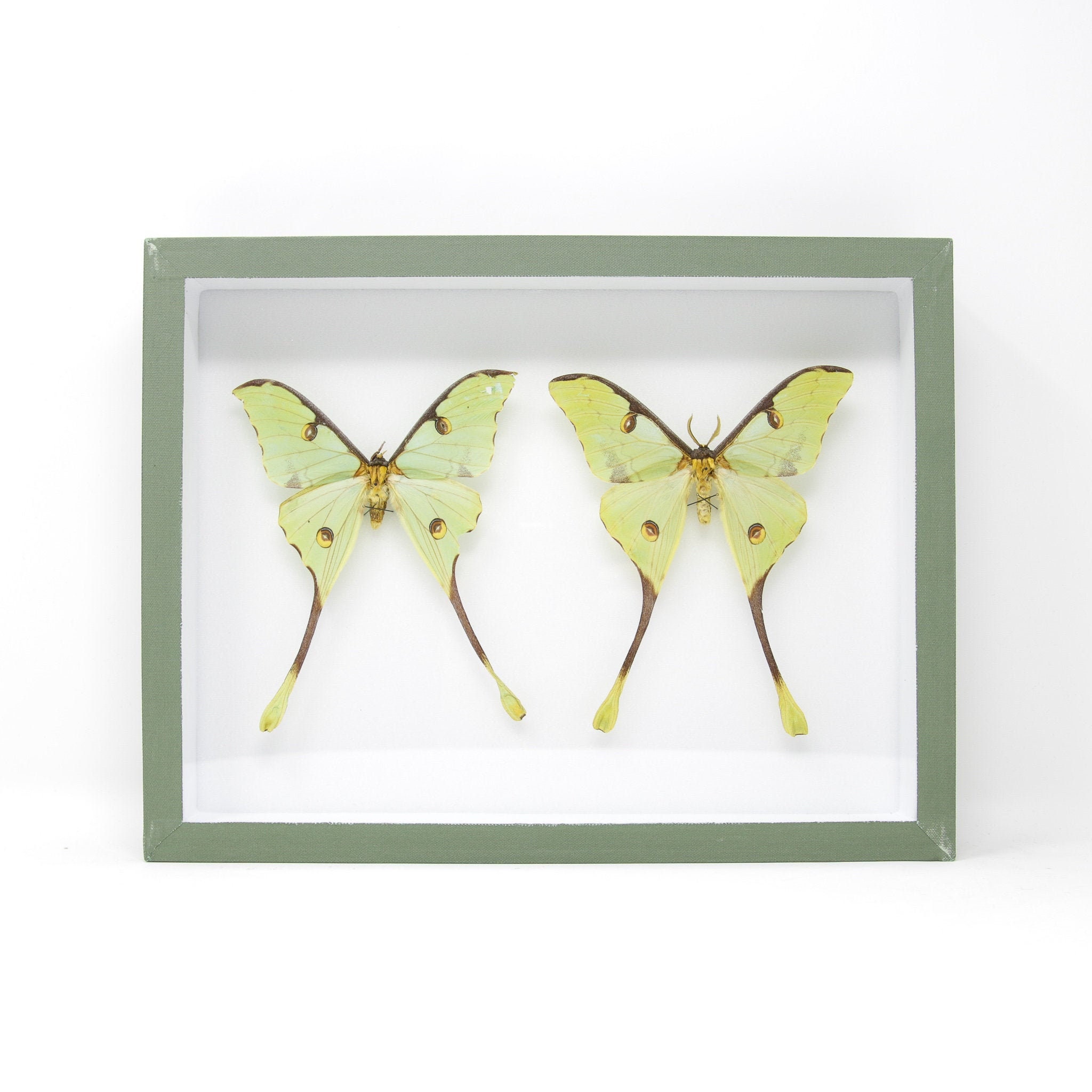 African Moon Moths Taxidermy Specimens | Pinned Lepidoptera, Entomology ...