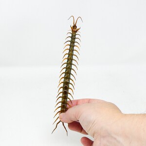 TWO (2) Java Centipedes (scolopendra Morsitans) 5.5 Inch. A1 Real ...