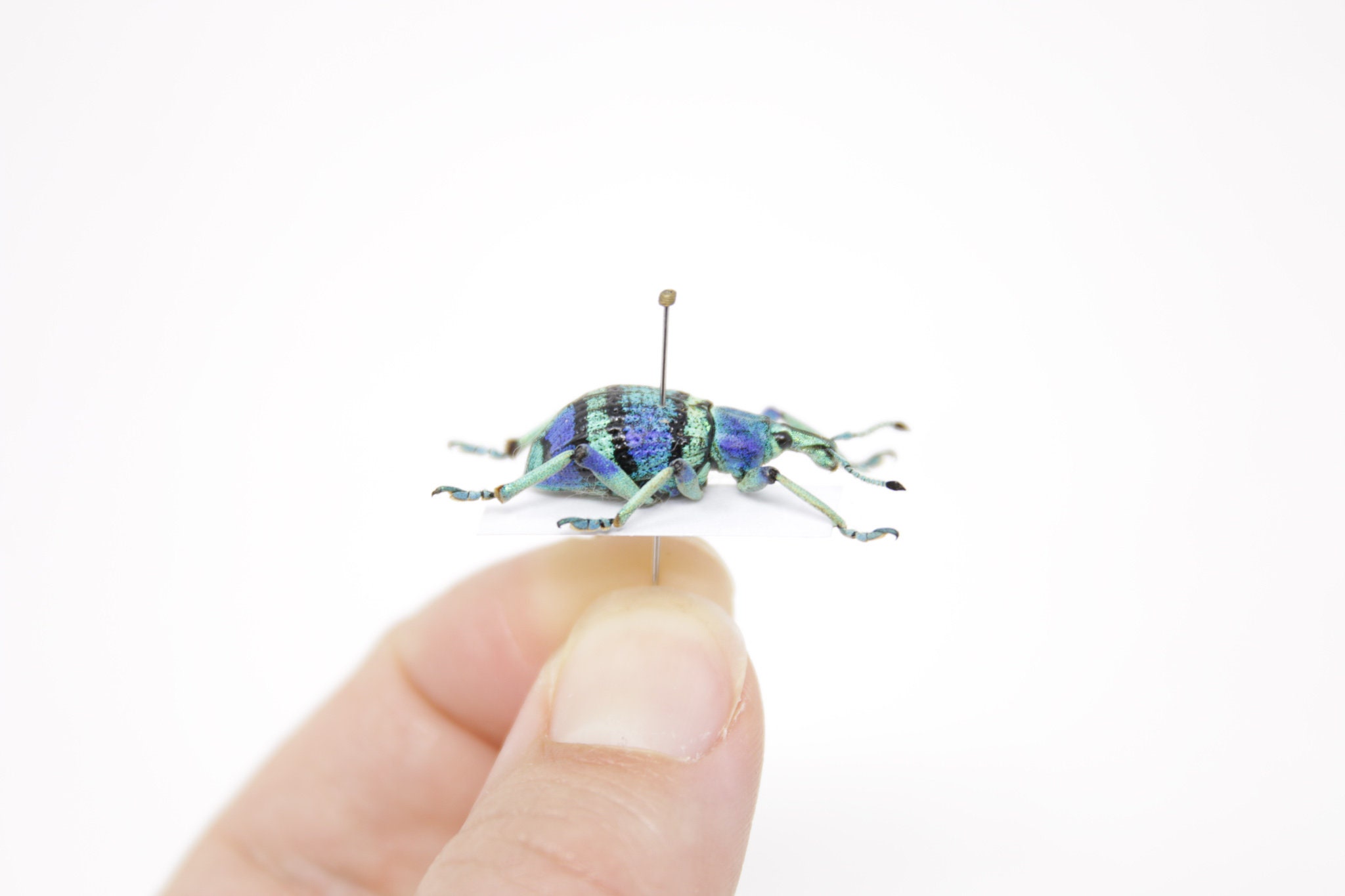 Eupholus schoenherri, Arfak Irian Java, A1 Real Beetle Pinned Set ...