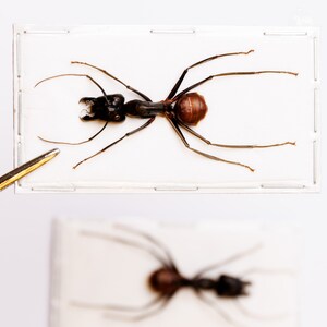 TWO (2) Giant Soldier Ants (camponotus Gigas) Spread Specimens A1 - Etsy