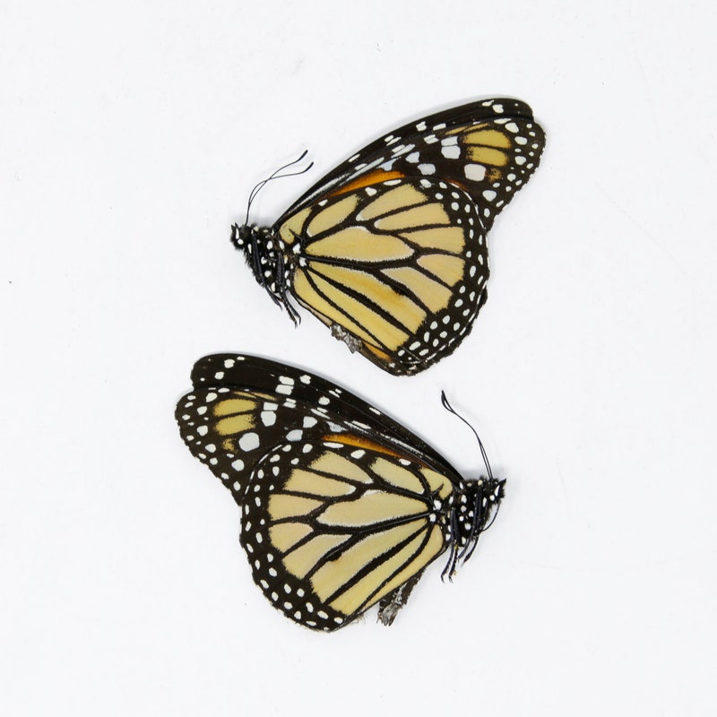 Dried Butterflies - Etsy