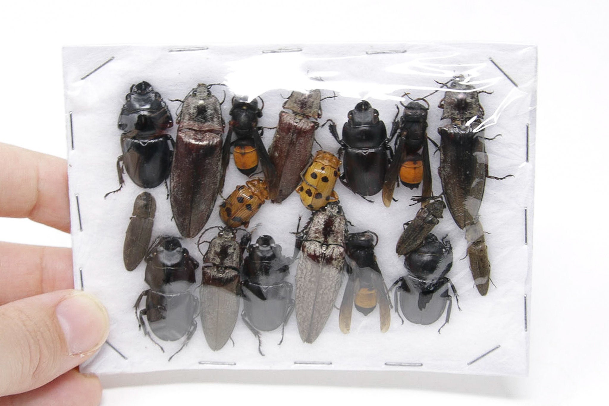 Insect Specimen Collection, Thailand 2021 (Various Coleoptera) SET#AI16