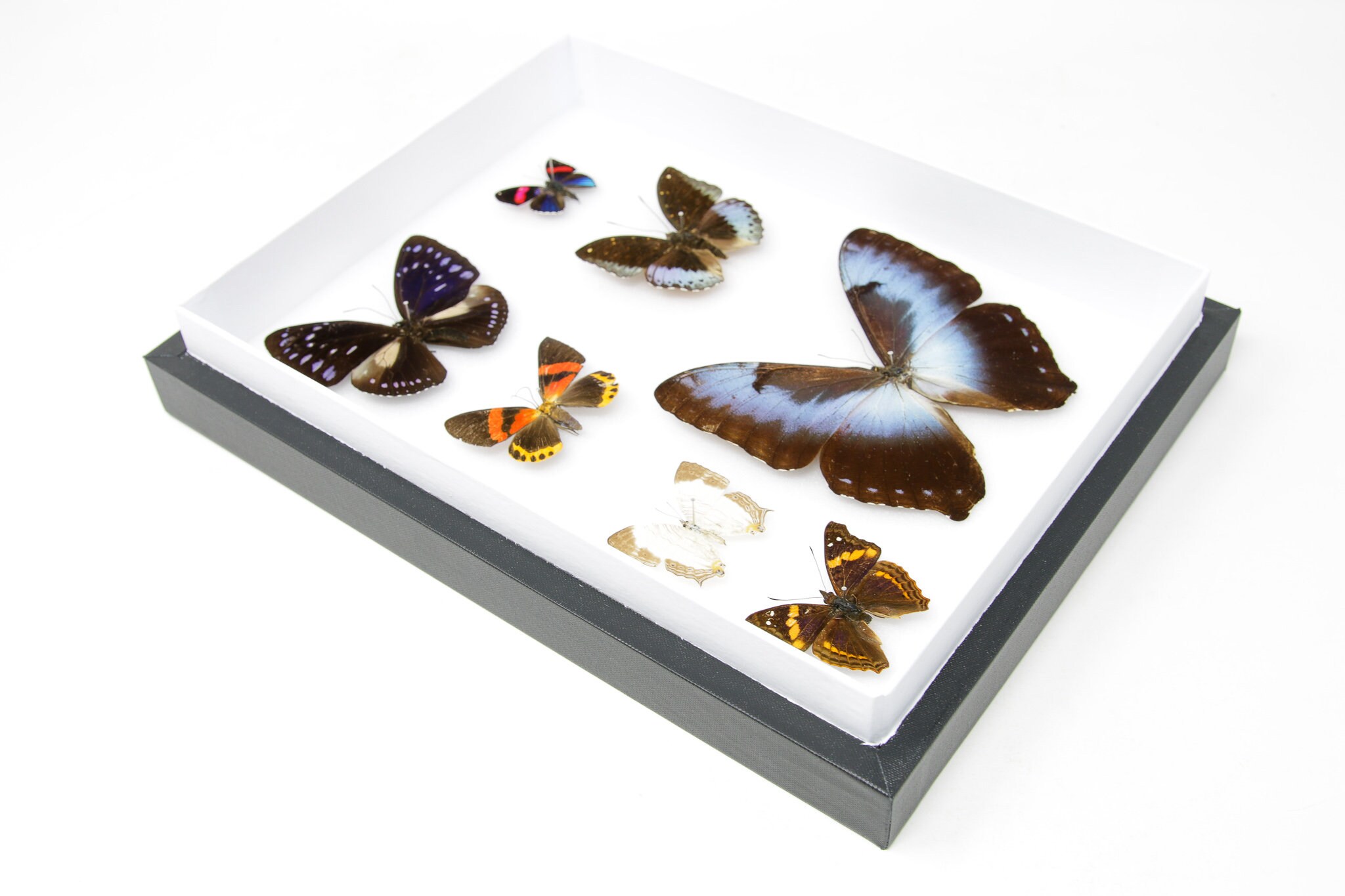 Tropical Dry-preserved Butterfly Specimens | Pinned, Entomology Box ...
