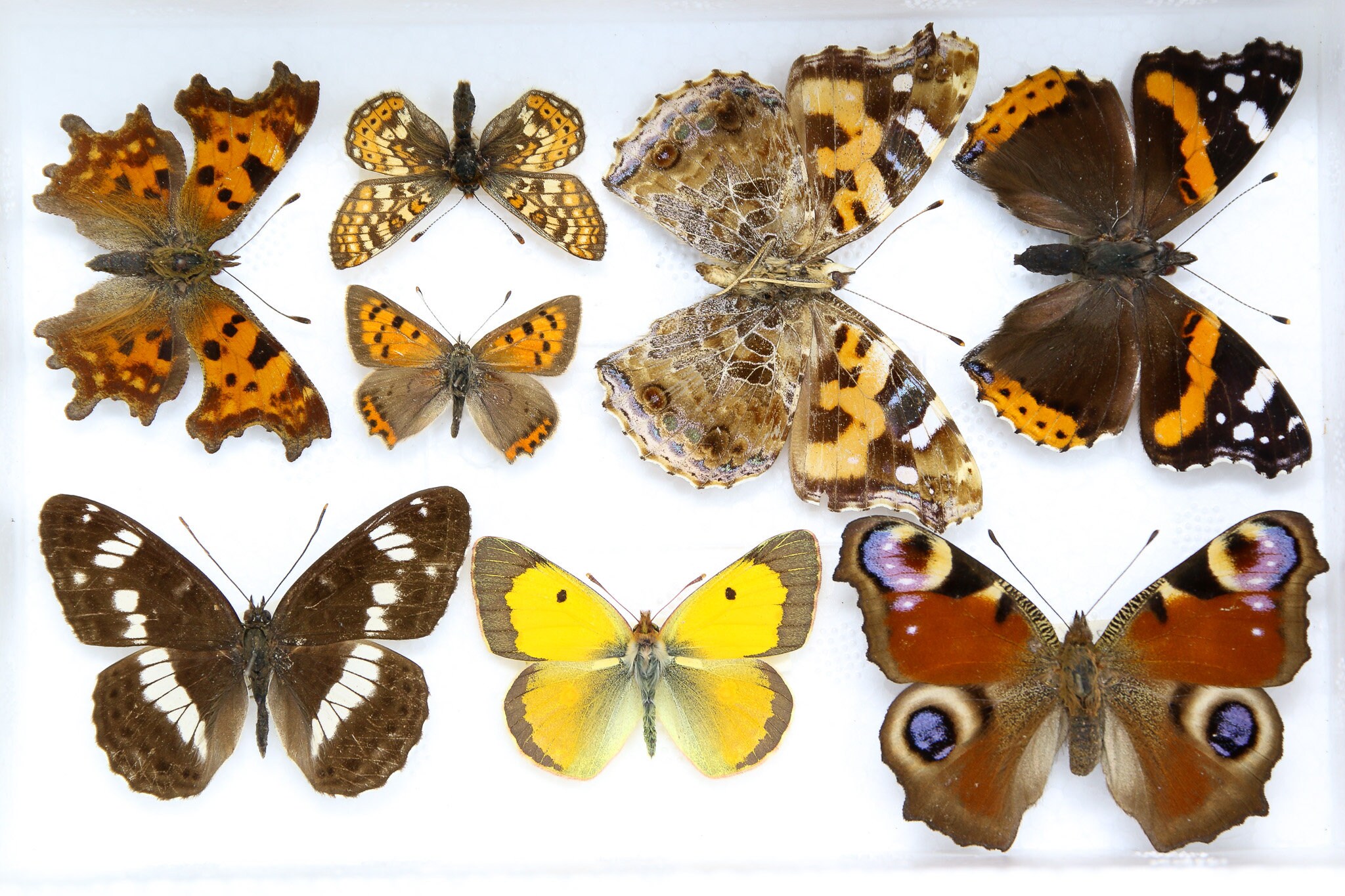 Real Pinned European Butterflies, Various Vintage English LEPIDOPTERA ...