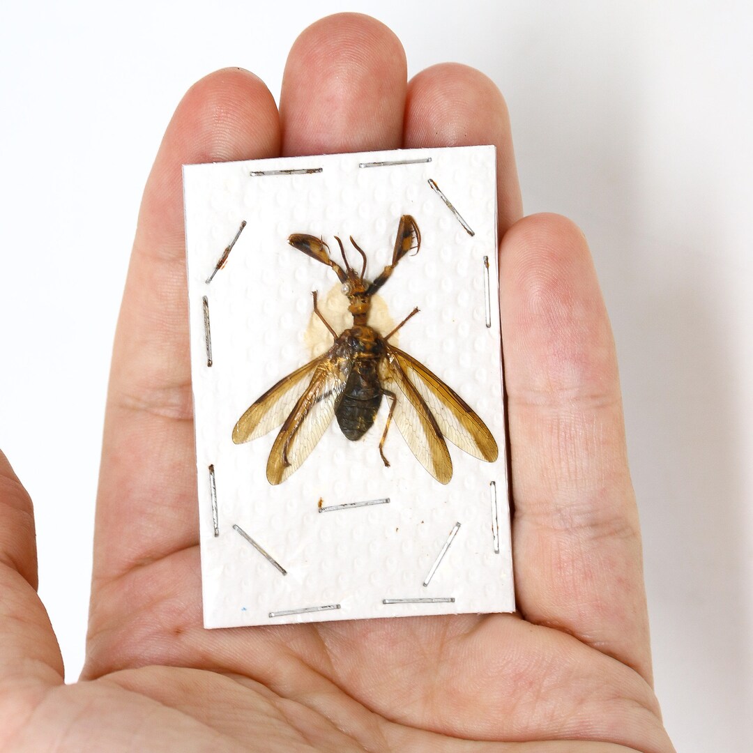 Mantis Insect Collection (thailand) A1 Spread Specimen, Exotic Praying ...