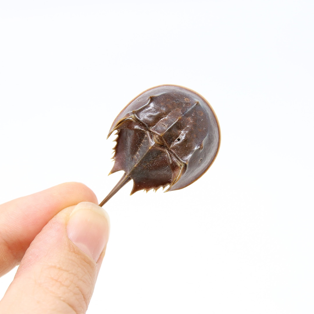 Horseshoe Crab (limulus Species) Limulidae Sea-life Specimens for ...