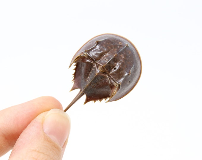 Small Atlantic Horseshoe Crab Shell With Legs and Tail Full Molt ...