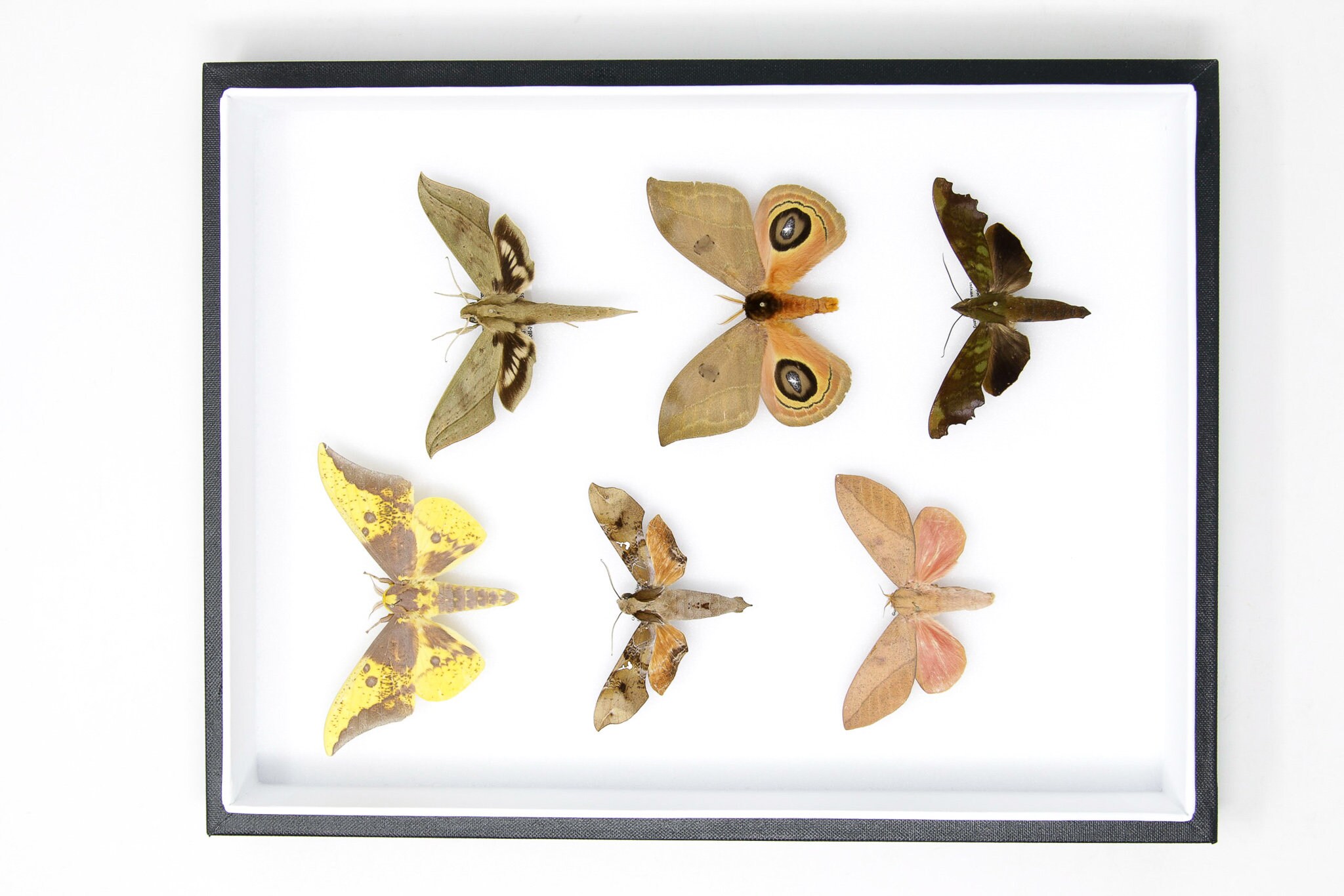Exotic Moths Taxidermy Specimen Collection | Museum Entomology Box ...