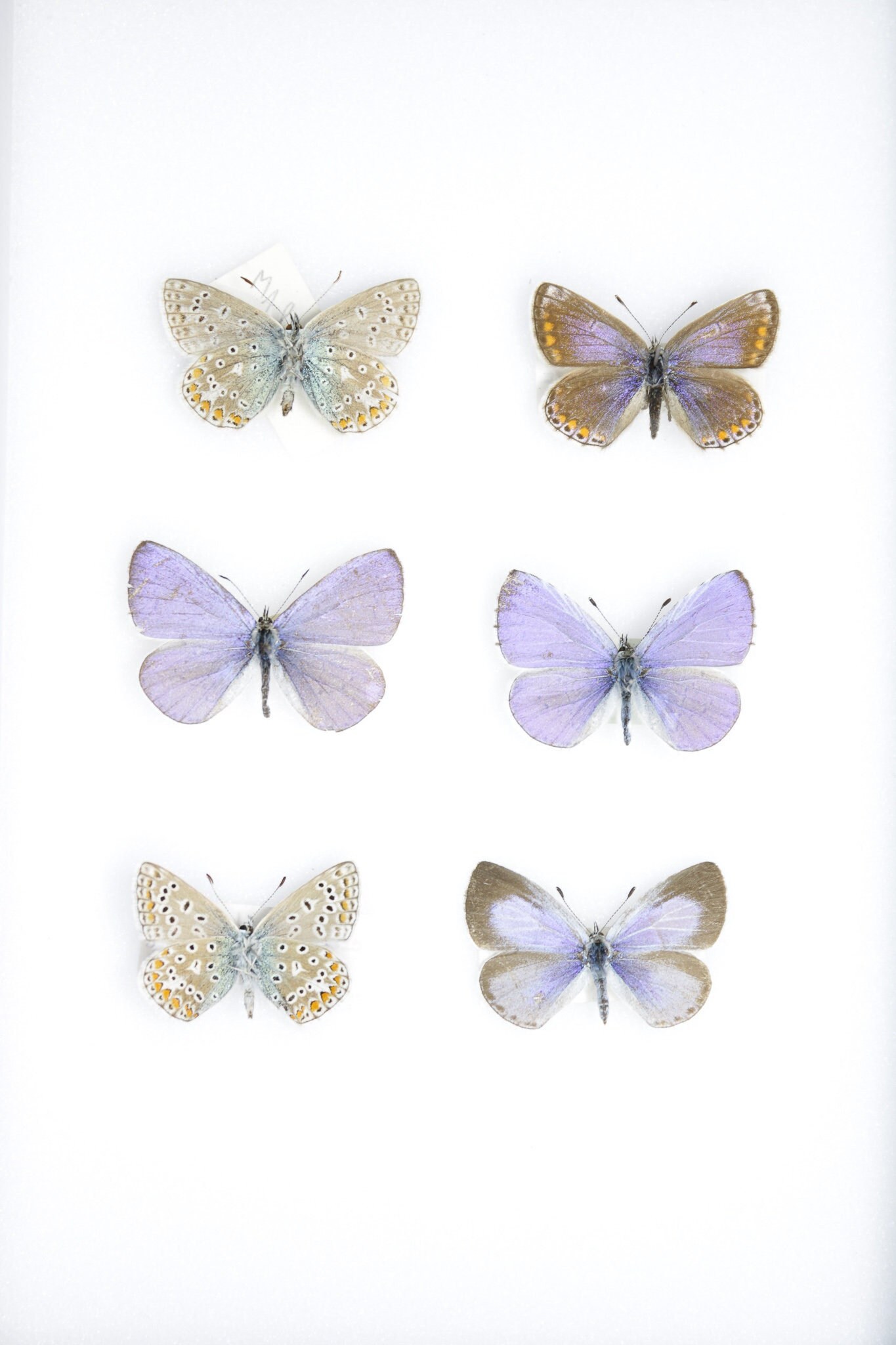 Real Blue Butterflies (Various species) with Scientific Collection Data ...