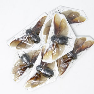 Mixed Pack of Insect Specimens | Assorted Unmounted Invertebrates ...
